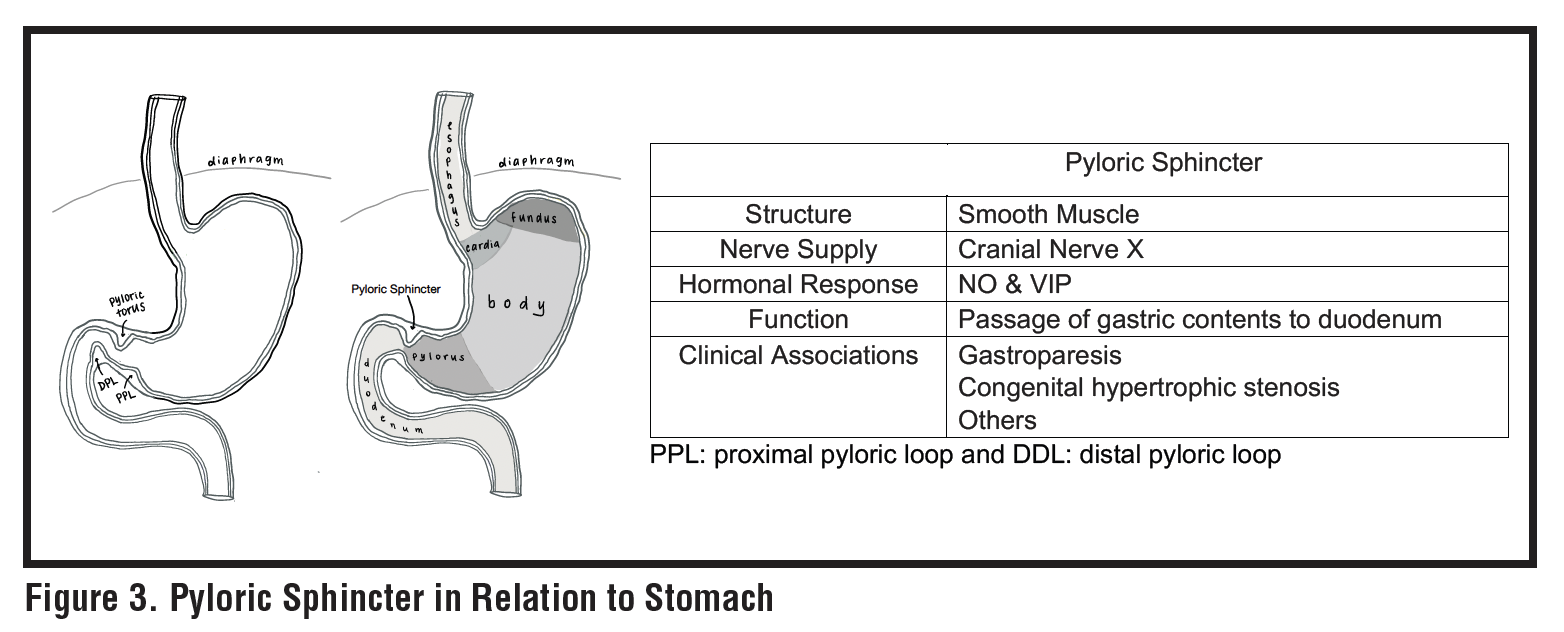 The Sphinx and Sphincters of the Gastrointestinal Tract: A Clinical ...