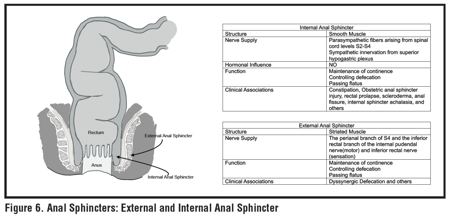 The Sphinx and Sphincters of the Gastrointestinal Tract: A Clinical ...
