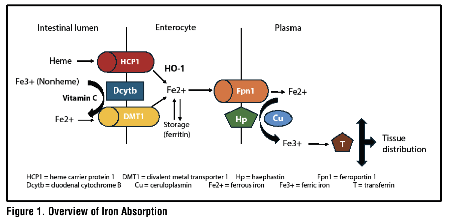 From Diagnosis to Treatment: Iron Management in Adults with ...